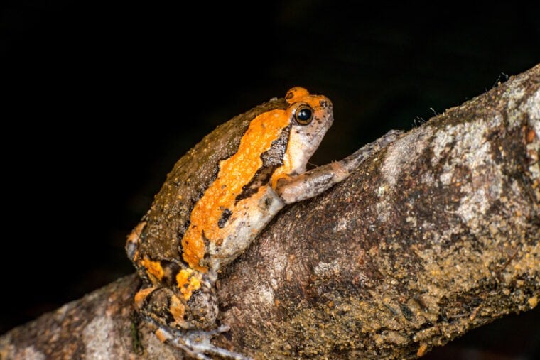 Burmese Chubby Frog: Care Guide, Lifespan, Diet, Pictures & More ...