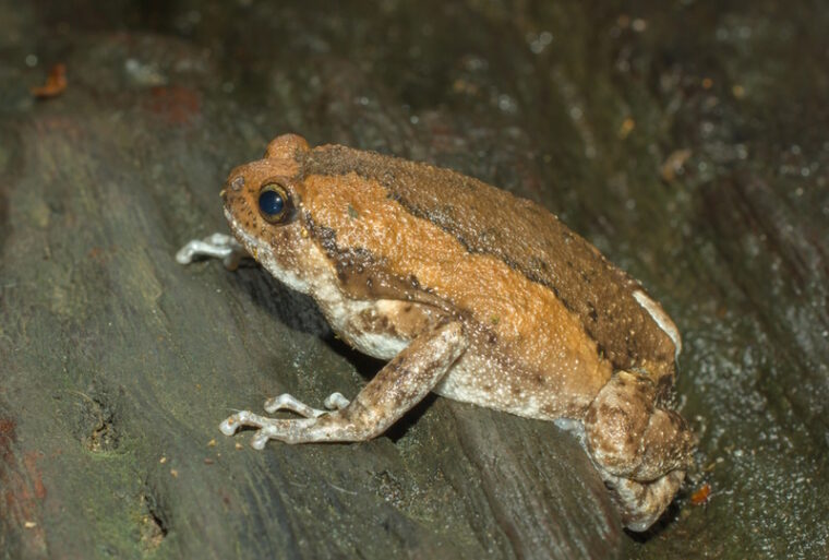 Burmese Chubby Frog: Care Guide, Lifespan, Diet, Pictures & More ...