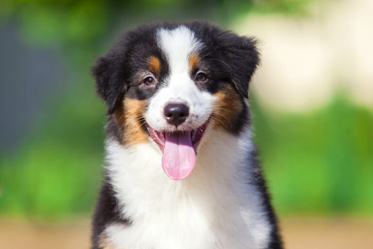 5 Australian Shepherd Haircuts & Grooming Styles in 2026 (with Pictures ...