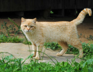 What Is a Barn Cat? Differences, Origins, & Care | Hepper Pet Resources