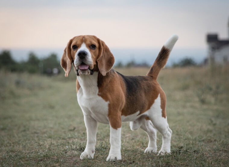 15 Most Popular Dog Breeds in the Philippines: 2026 Update (With Info ...