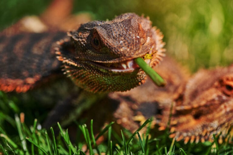 What Do Bearded Dragons Eat in the Wild? Vet-Approved Diet & Tips ...