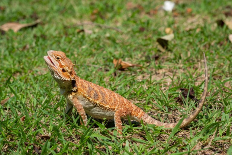 Can Bearded Dragons Drop Their Tail? Vet-Verified Facts & FAQ | Hepper ...