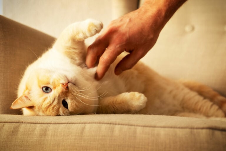 Are Cats Ticklish? Signs, Facts, & FAQ | Hepper Pet Resources