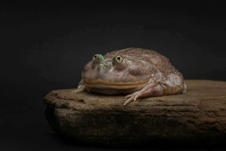 Budgett Frog Care Guide: Lifespan, Diet, Pictures & More | Hepper Pet ...