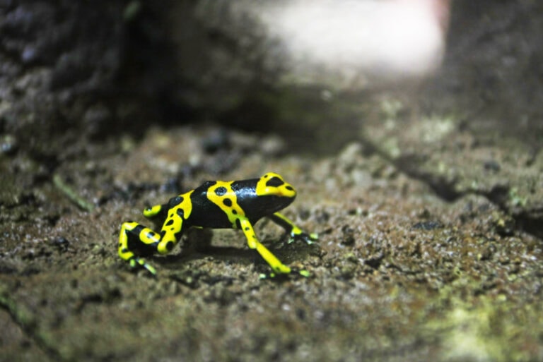 Bumblebee Dart Frog Care Guide: Lifespan, Diet, Pictures & More ...