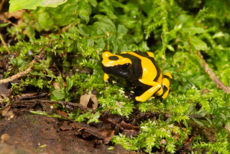 Bumblebee Dart Frog Care Guide: Lifespan, Diet, Pictures & More ...
