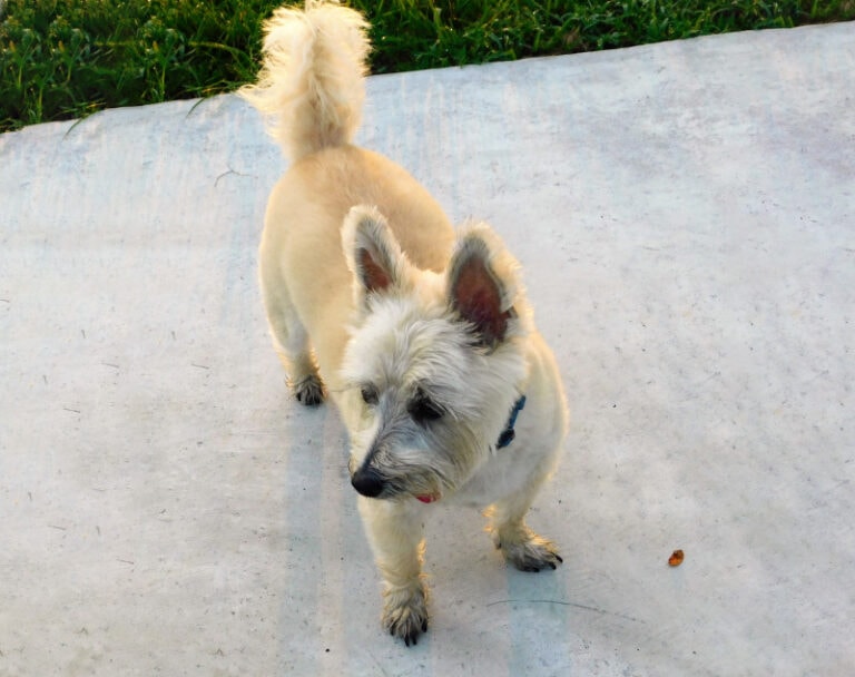 10 Scottish Terrier Mixes (With Pictures) | Hepper Pet Resources