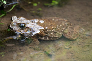 12 Facts About the Cane Toad: Toxicity, Medicinal Use, Diet & More ...
