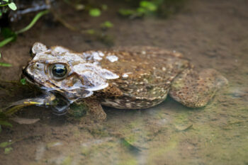 Do Toads Drink Water? Vet-Approved Science & Info | Hepper Pet Resources