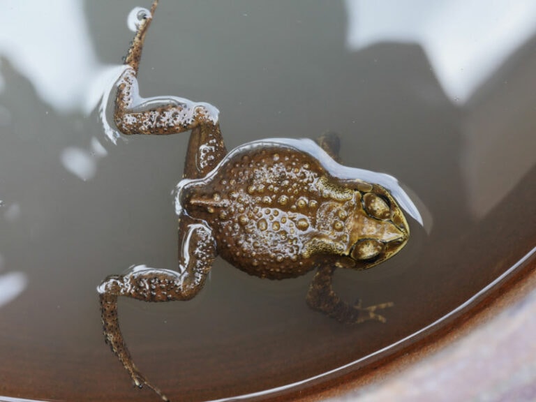 How to Take Care of a Toad: Vet Approved Care Sheet & Guide | Hepper ...