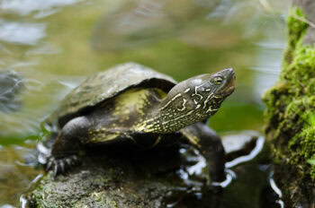 Terrapin vs Turtle: Differences & Comparison (With Pictures) | Hepper ...