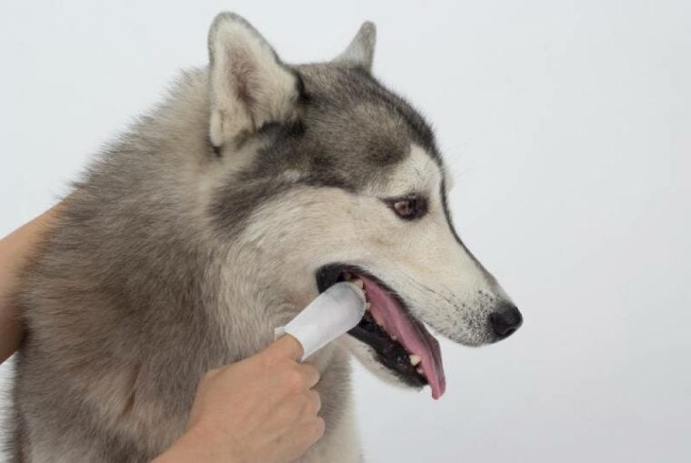 10 Alternatives to Brushing Your Dog’s Teeth Approved by Our Vet ...