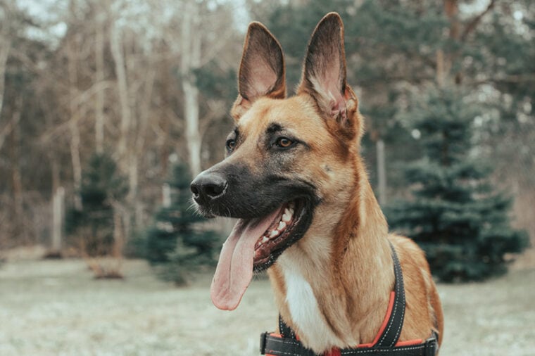 Dog Ear Language: 6 Positions and What They Mean | Hepper Pet Resources