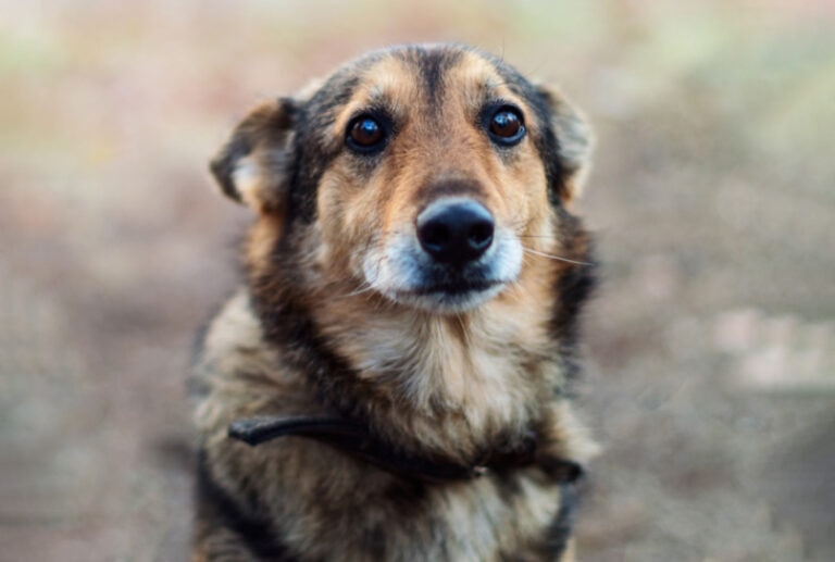 Dog Ear Language: 6 Positions and What They Mean | Hepper Pet Resources