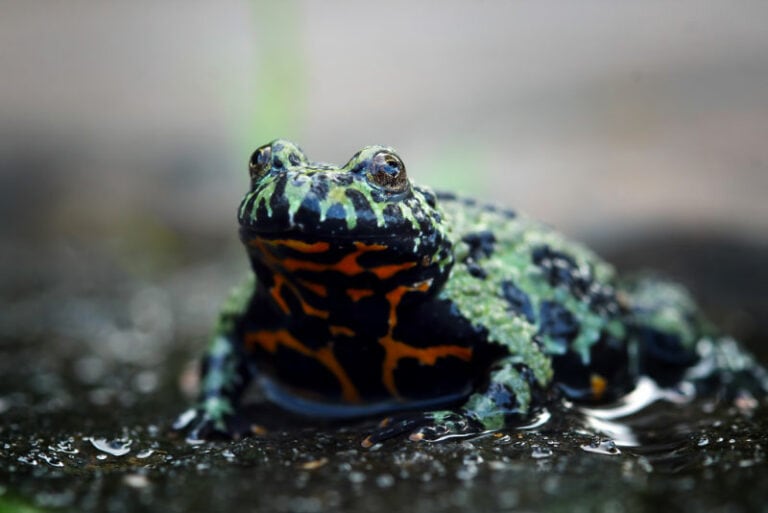 Oriental Fire-Bellied Toad Care Guide: Lifespan, Diet, Pictures & More ...