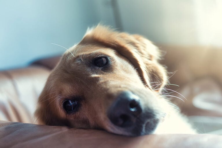 Can Dogs Cry? What the Science Tells Us (Vet Answer) | Hepper Pet Resources
