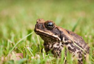 How to Take Care of a Toad: Vet Approved Care Sheet & Guide | Hepper ...