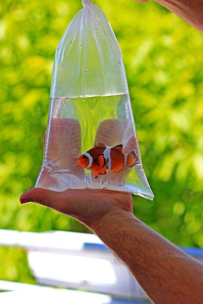 How to Safely Transport Fish for Short & Long Distances (Vet Answer ...