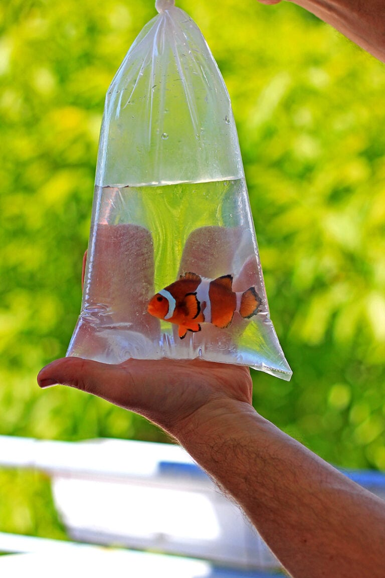 How to Safely Transport Fish for Short & Long Distances (Vet Answer ...