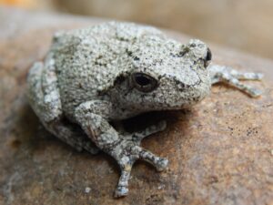 Gray Tree Frog: Care Guide, Pictures, Lifespan and More | Hepper Pet ...