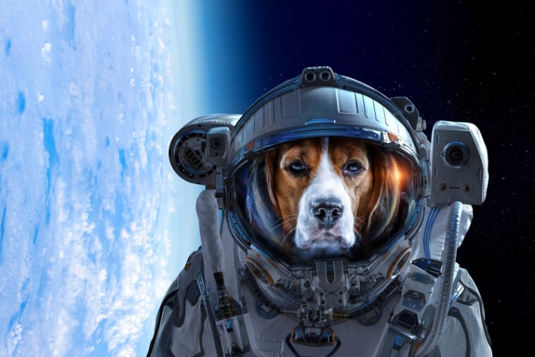 200 Space Names for Dogs: Our Top Picks for Your Little Explorer ...