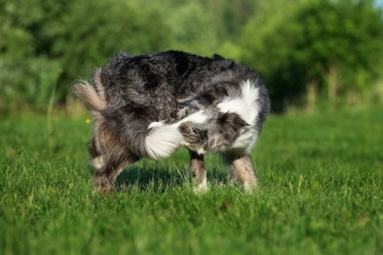 Why Is My Dog Biting Their Tail? 6 Vet-Reviewed Reasons and Remedies to ...