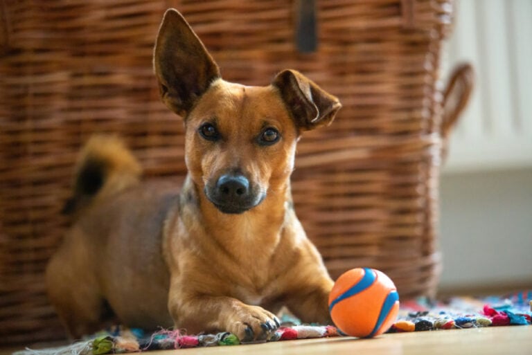 Why Does My Dog Chase Shadows? 6 Possible Reasons (Vet Reviewed ...