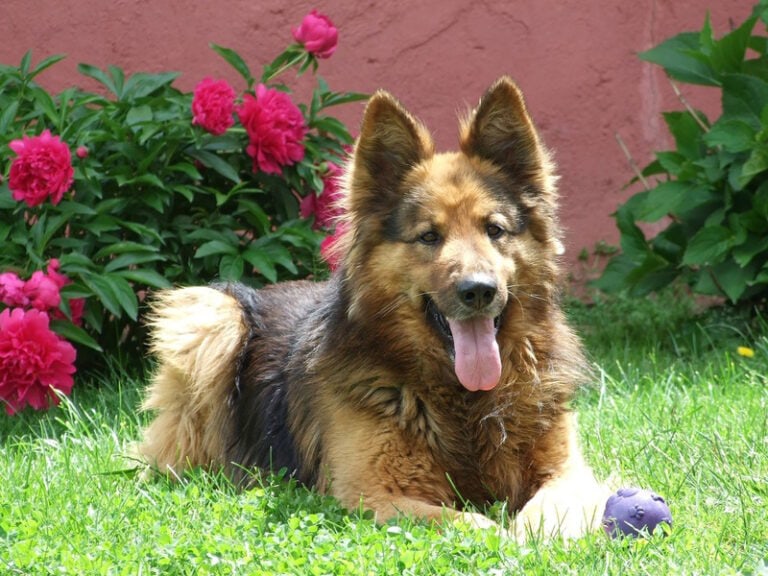 140 Adorable Flower Names for Dogs (With Meanings) | Hepper Pet Resources