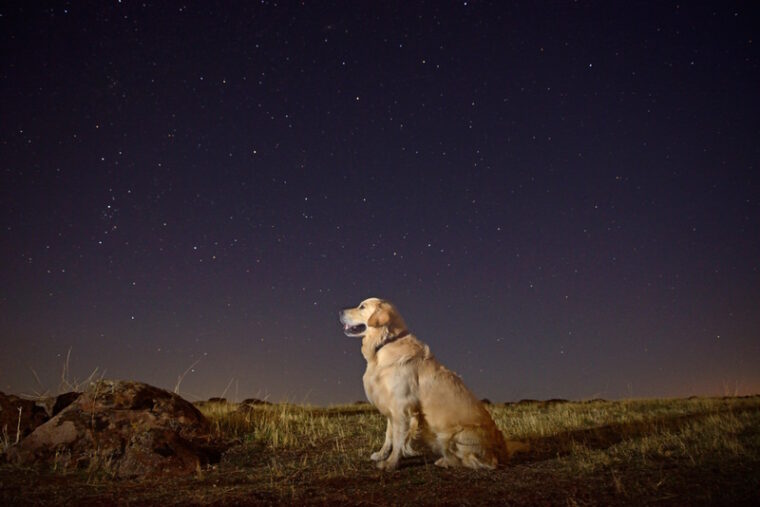 200 Space Names for Dogs: Our Top Picks for Your Little Explorer ...