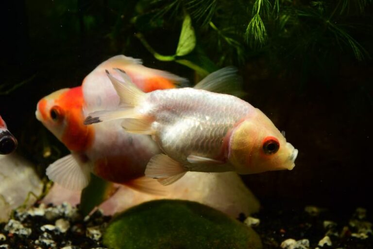 Eggfish Goldfish: Pictures, Size, Care, Tank Setup & More | Hepper Pet ...