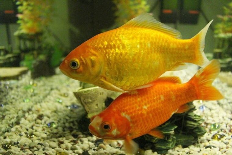 Eggfish Goldfish: Pictures, Size, Care, Tank Setup & More | Hepper Pet ...