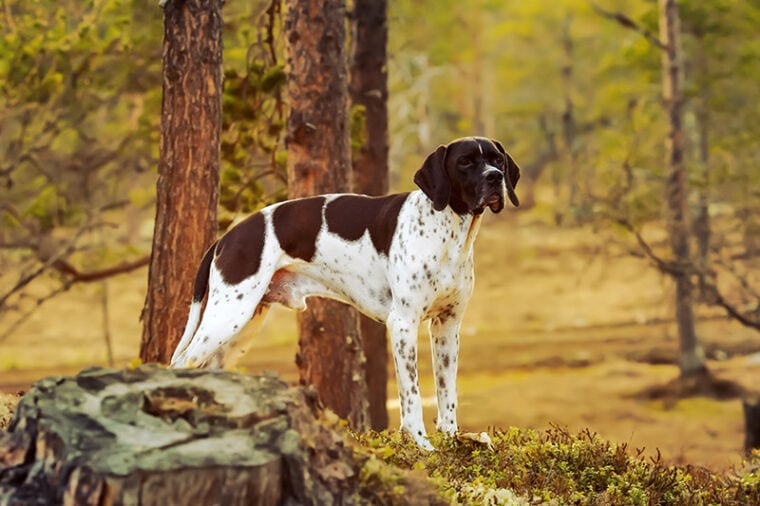100+ Names for Spotted Dogs: Fun & Unique Options For Your Pet | Hepper ...