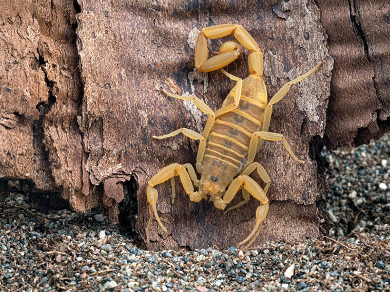 Dog Stung by a Scorpion? Our Vet Explains What to Do | Hepper Pet Resources