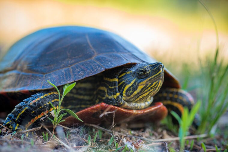 Can Turtles Get Fat or Overweight? Vet-Approved Diet, Facts, & FAQ ...