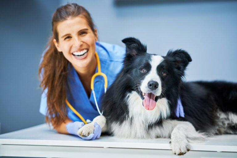 Carprofen for Dogs: Usage, Safety & Dosage (Vet Answer) | Hepper Pet ...