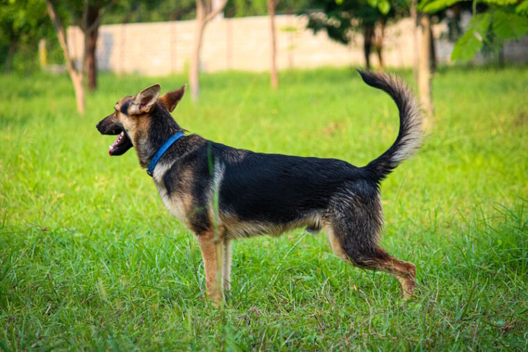 How to Potty Train a German Shepherd Puppy: 10 Simple Steps | Hepper ...