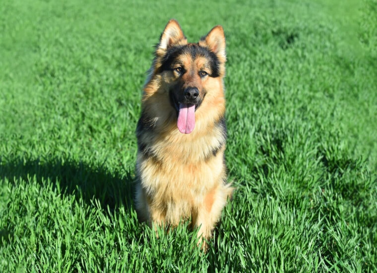16 Dog Breeds With Pointy Ears (With Info & Pictures) | Hepper Pet ...