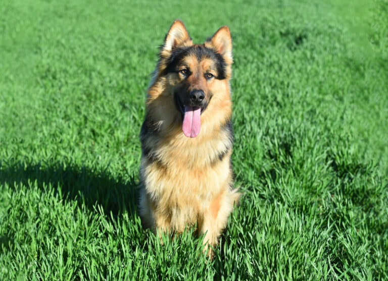 16 Dog Breeds With Pointy Ears (With Info & Pictures) | Hepper Pet ...