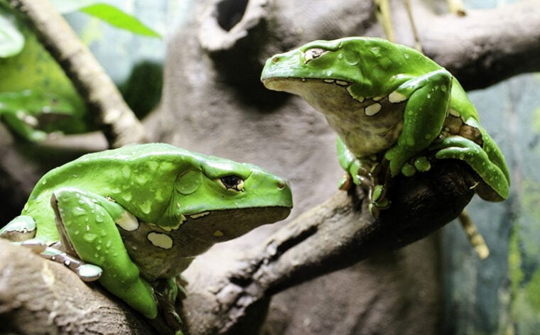 Waxy Monkey Tree Frog: Care, Lifespan, Diet, Pictures & More | Hepper ...