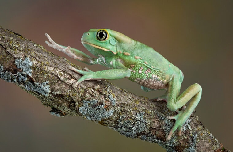 Waxy Monkey Tree Frog: Care, Lifespan, Diet, Pictures & More | Hepper