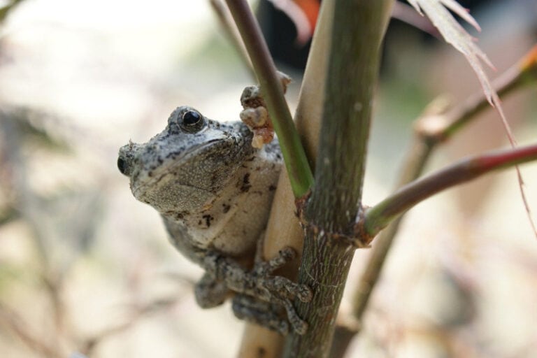 Gray Tree Frog: Care Guide, Pictures, Lifespan and More | Hepper Pet ...