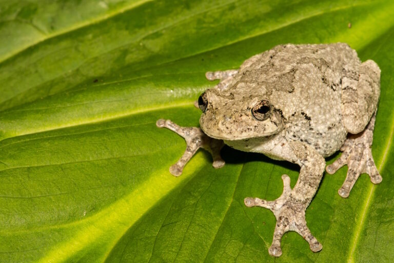 Are Gray Tree Frogs Poisonous to Humans, Dogs or Cats? Vet-Verified ...