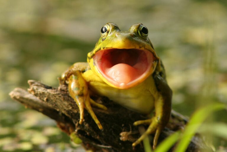 Do Frogs Bite? Vet Reviewed Reasons, Species & FAQ | Hepper Pet Resources