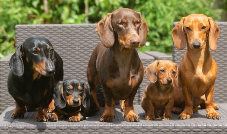 6 Types of Dachshunds: Wiener Dog Info, Pictures, Traits & More ...