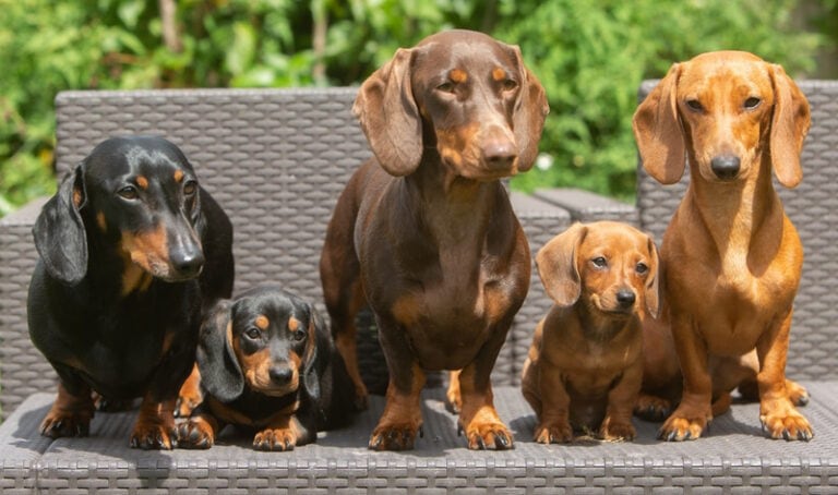 6 Types of Dachshunds: Wiener Dog Info, Pictures, Traits & More ...