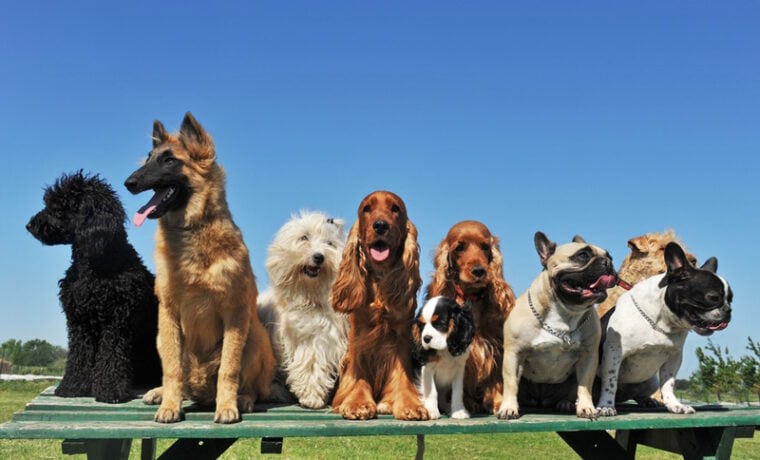 How Many Dogs Are There in the US & Worldwide? 2026 Updated Statistics ...