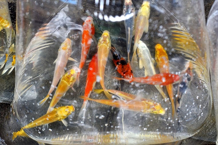 How to Safely Transport Fish for Short & Long Distances (Vet Answer ...