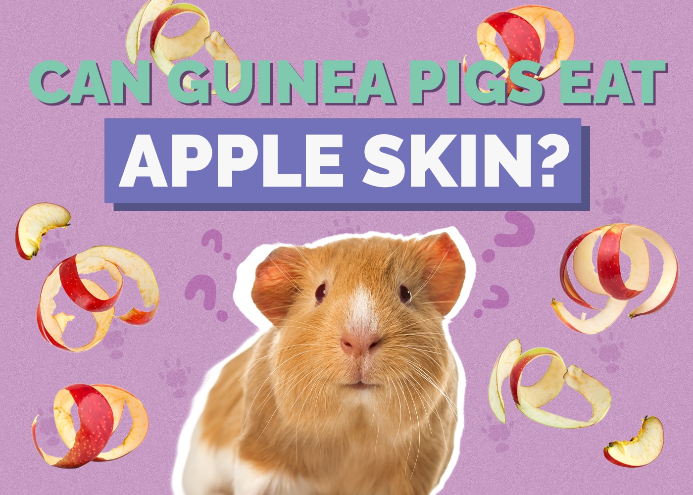 Can Guinea Pigs Eat Apple Skin? Vet-Approved Nutrition & Risks | Hepper ...