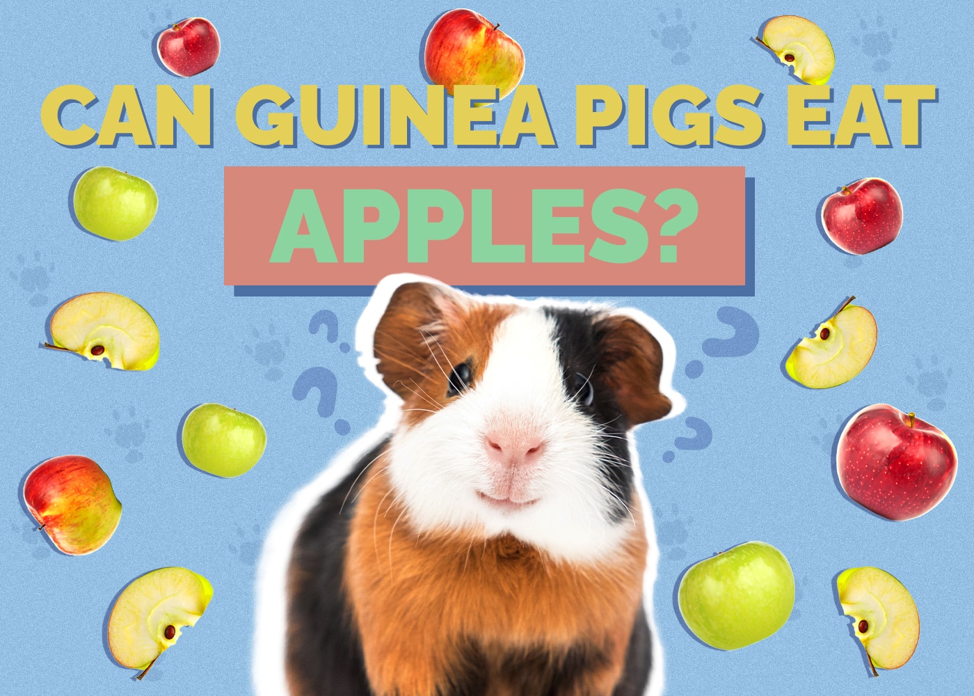 Can Guinea Pigs Eat Apples? Vet-Verified Health Facts | Hepper Pet Resources